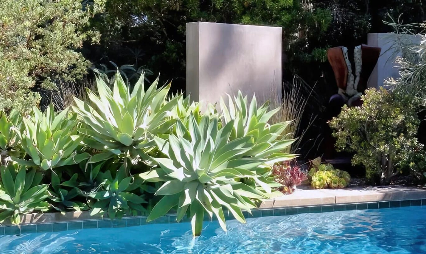 What To Plant Around A Swimming Pool - Everclear Pools SA